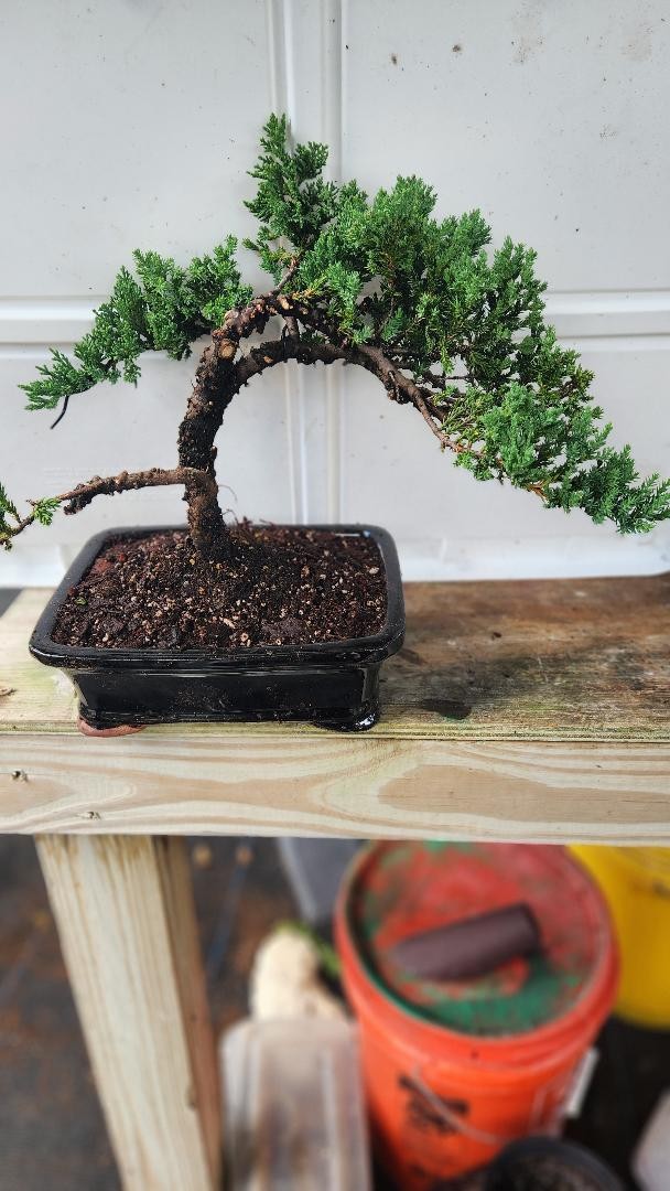 Bonsai Tree Nursery Venice :: Exotic Plant Nursery Venice :: Lou's ...