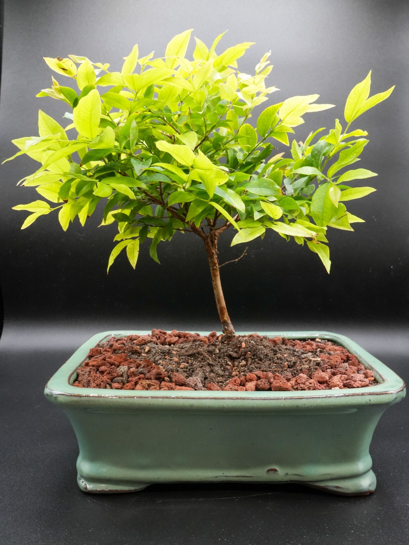 Jaboticaba Bonsai Flowering tree