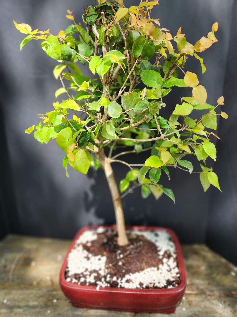 Flowering Bonsai Tree