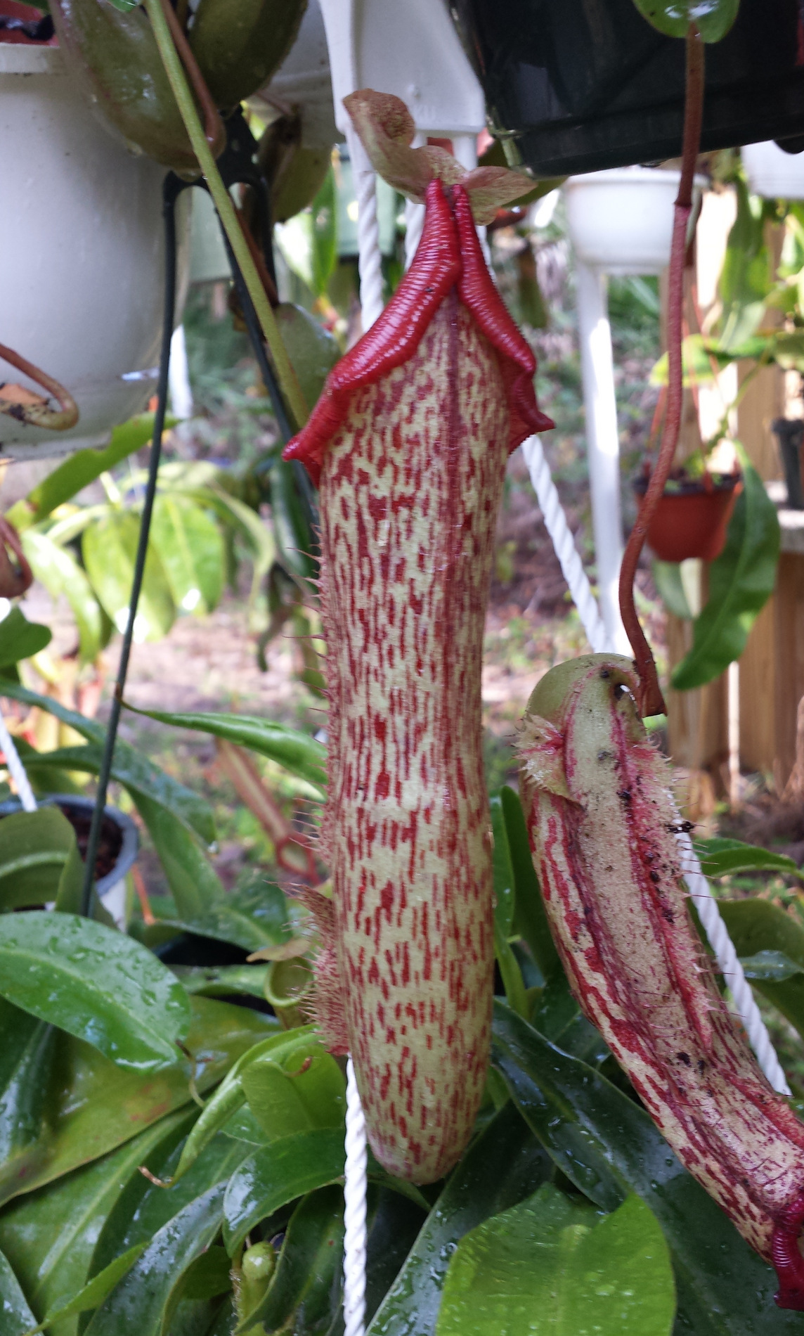 Large Miranda Pitcher plants 6 inch hanging Miranda